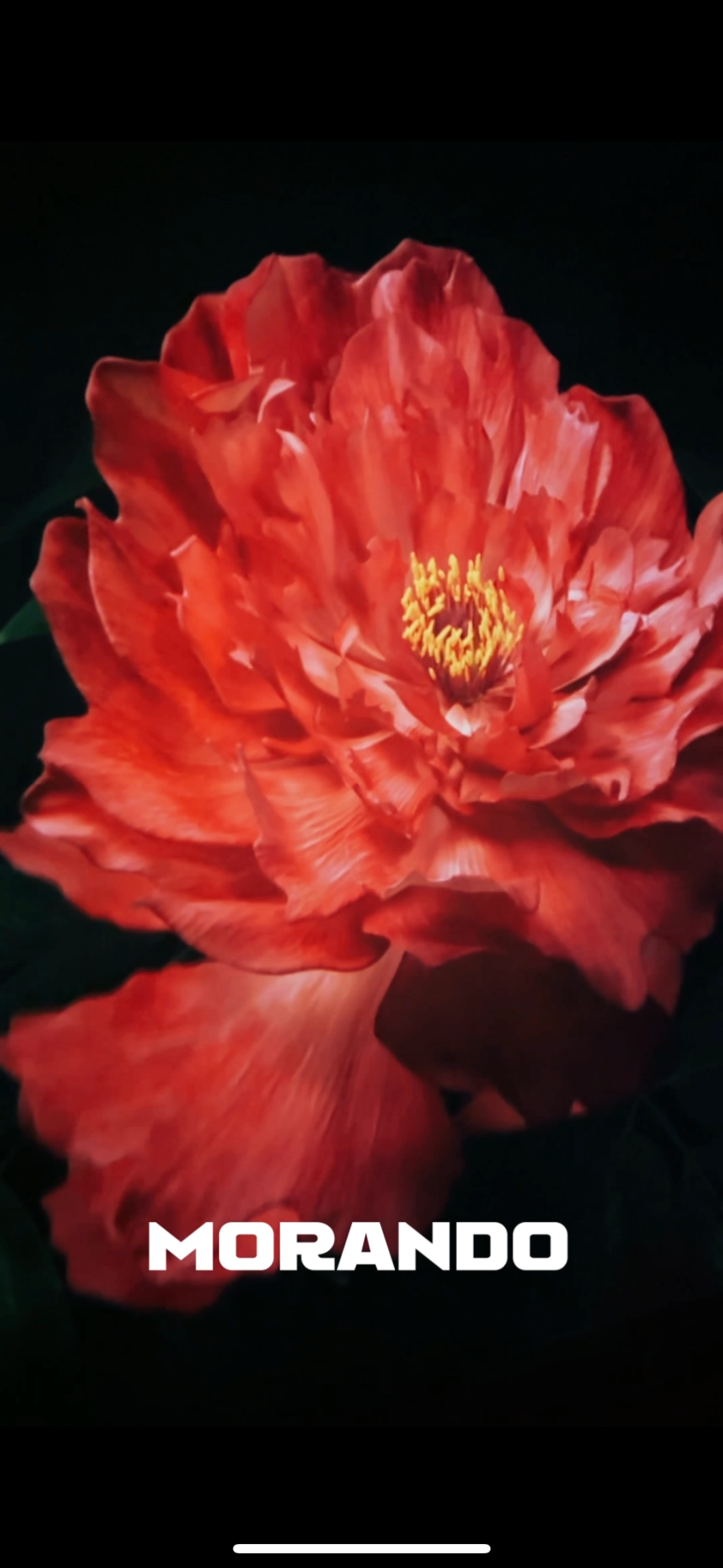 沉浸式觀展體驗【Eternal Nature, Eternal Moments 2.0】Photo and Short Film ...